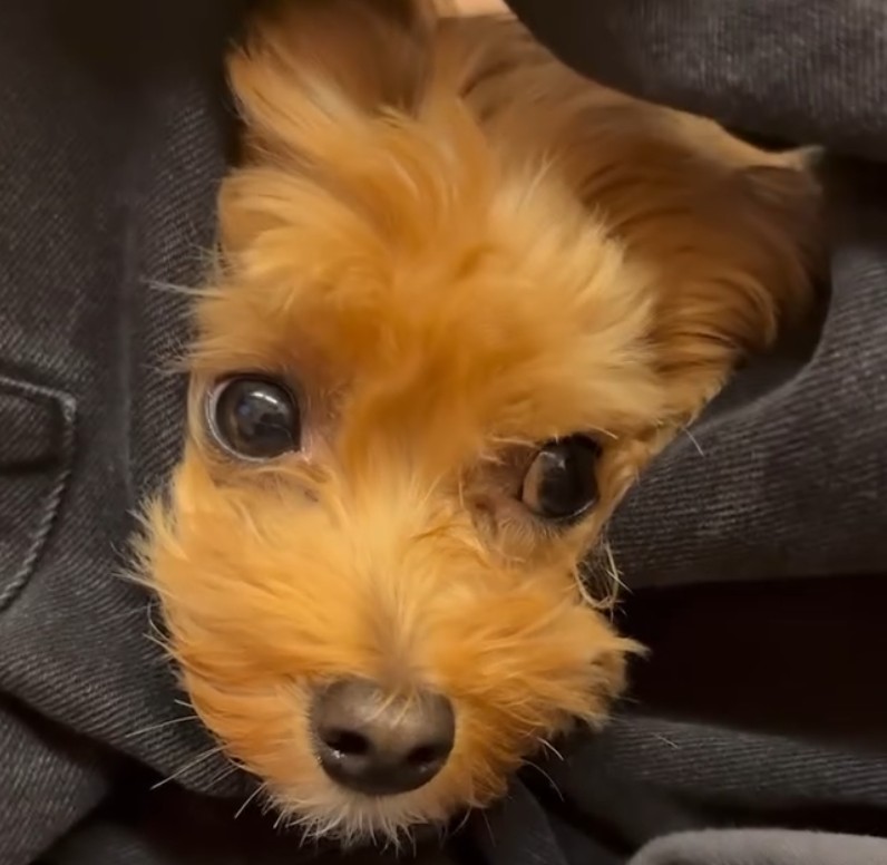 【何者】THELASTPIECE(ラスピ)ISANAはEXPG出身の実力派！wikiプロフ・家族構成・経歴を徹底紹介！ - Buzzium